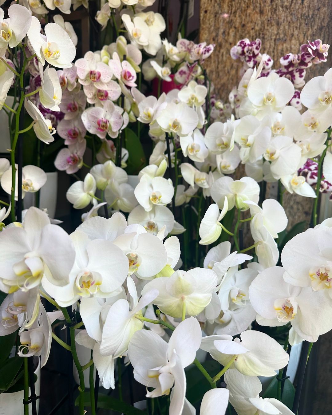 Oasi – Luxury Floral Creations