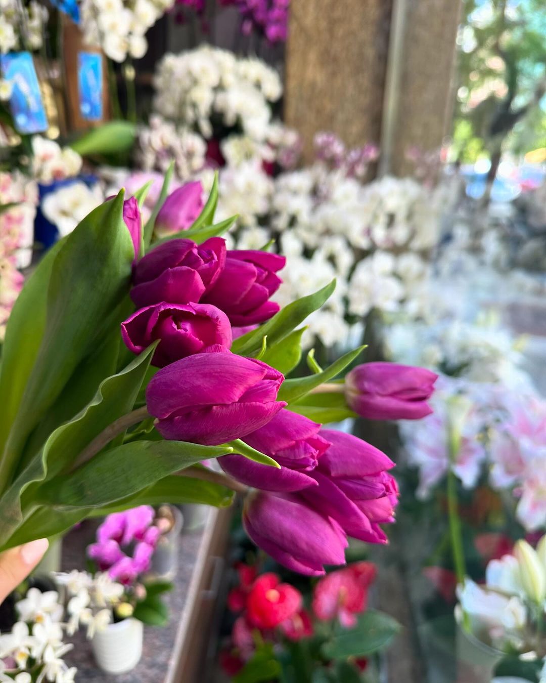 Oasi – Luxury Floral Creations